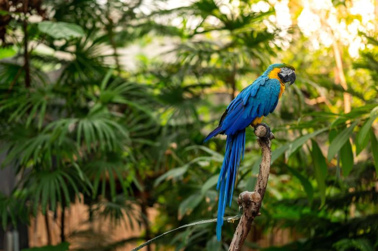 Best Time to Visit the Amazon Jungle: Month by Month | Totally Latin ...